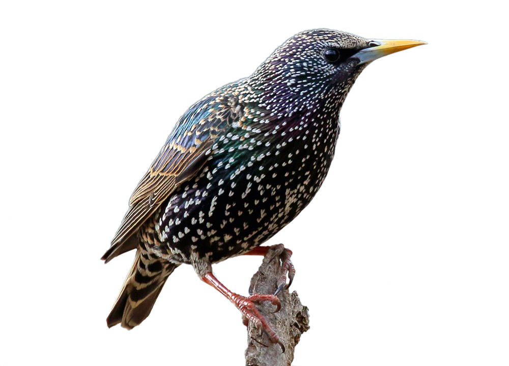 Schwegler Natur
